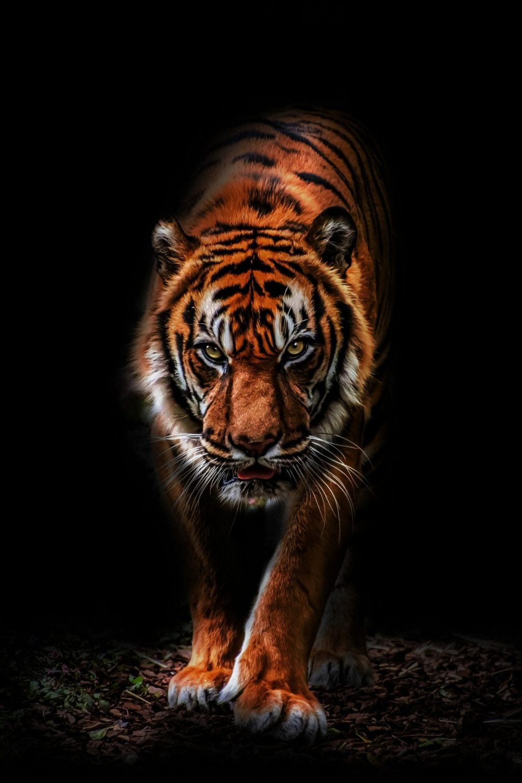 Tiger spotlight plexiglas schilderij » XCLUSSO